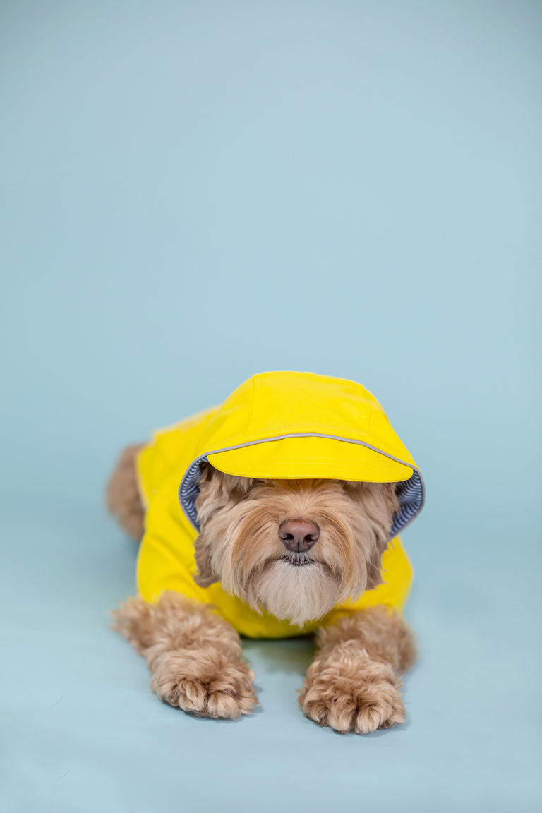 STYLISH SPRING FASHION FOR DOGS: THE BEST YELLOW DOG RAIN COAT - PAWSH ...