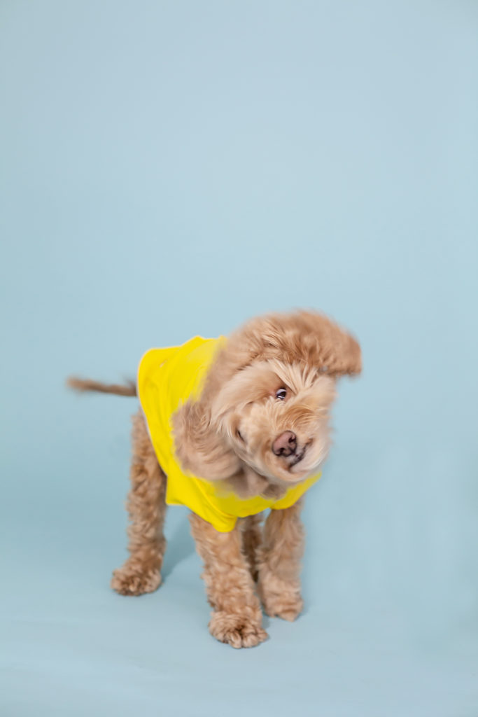 STYLISH SPRING FASHION FOR DOGS: THE BEST YELLOW DOG RAIN COAT - PAWSH ...