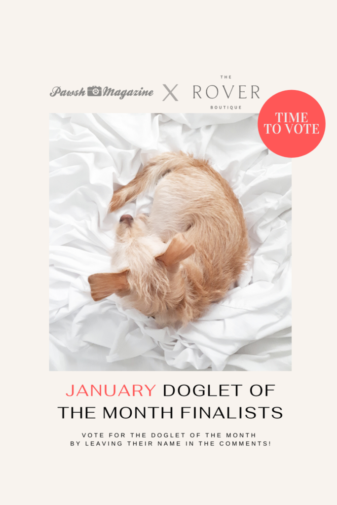 JANUARY 2021 DOGLET OF THE MONTH FINALISTS - PAWSH MAGAZINE | A New ...